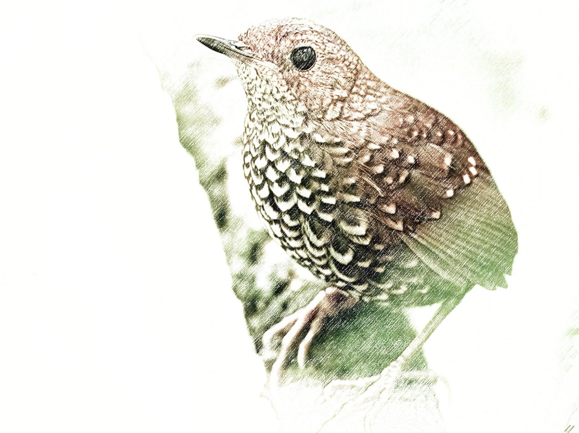 Pygmy Cupwing/ Pygmy Wren-babbler — WildArt.Works | Wildlife Photographer