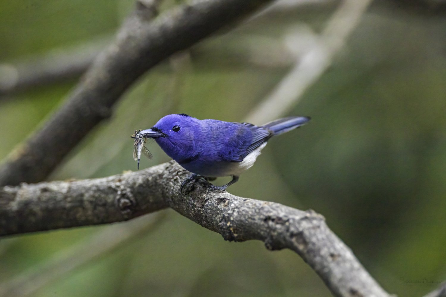 Black-naped Monarch — WildArt.Works | Wildlife Photographer