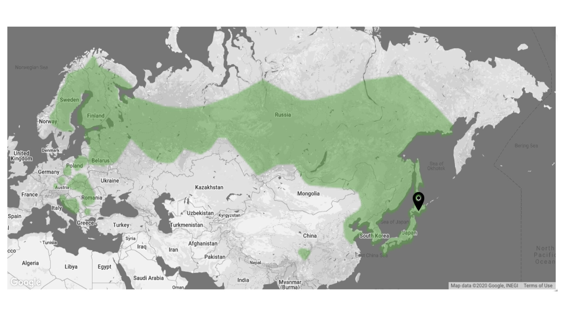 The Ural Owl — WildArt.Works | Wildlife Photographer