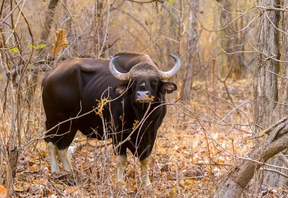 Gaur — WildArt.Works | Wildlife Photographer