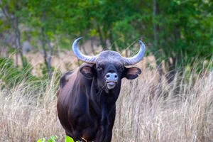 Gaur — WildArt.Works | Wildlife Photographer