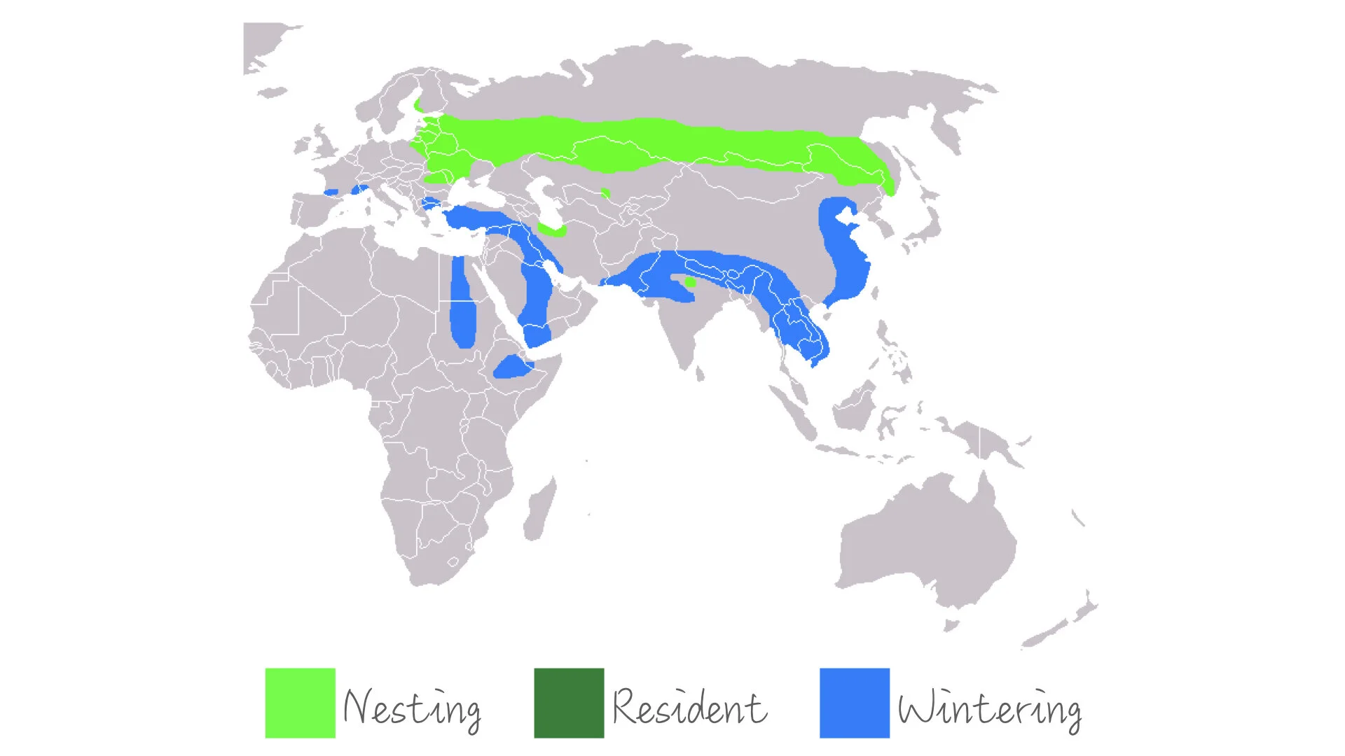 Greater Spotted Eagle — WildArt.Works | Wildlife Photographer