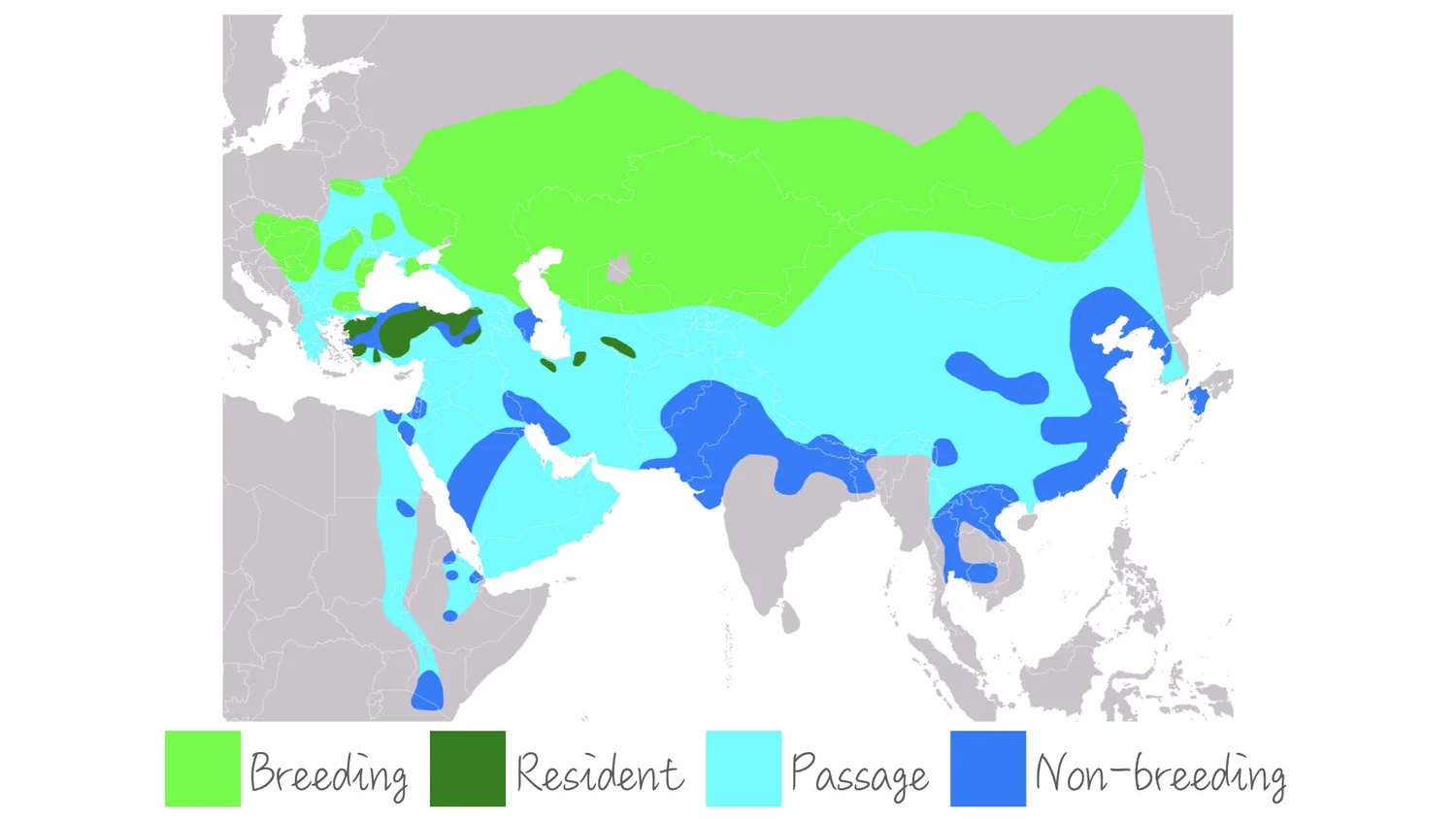 Eastern Imperial Eagle — WildArt.Works | Wildlife Photographer