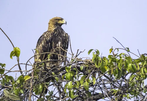 Eastern Imperial Eagle — WildArt.Works | Wildlife Photographer