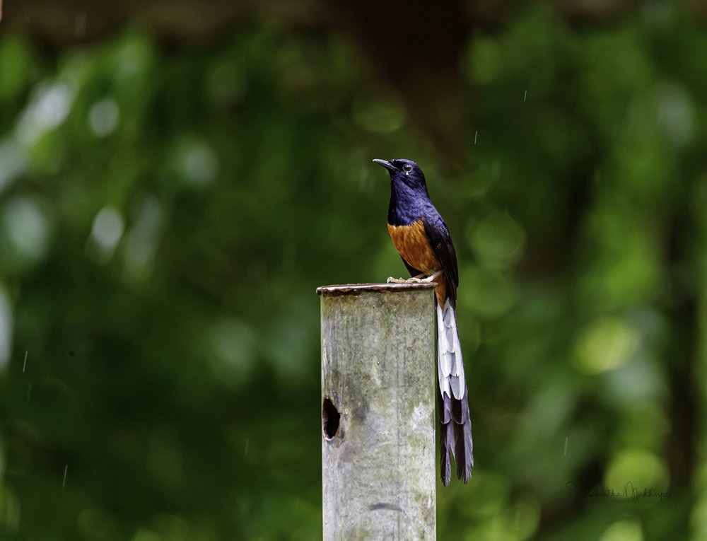 White-rumped Shama — WildArt.Works | Wildlife Photographer