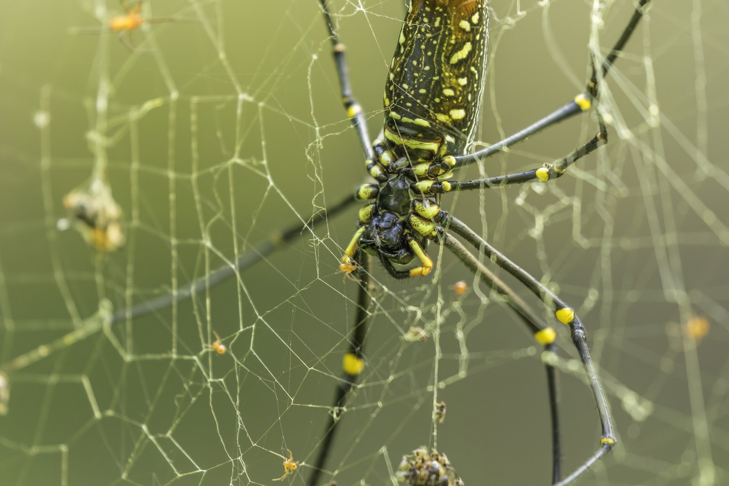 Giant Golden Orb Weaver — WildArt.Works | Wildlife Photographer