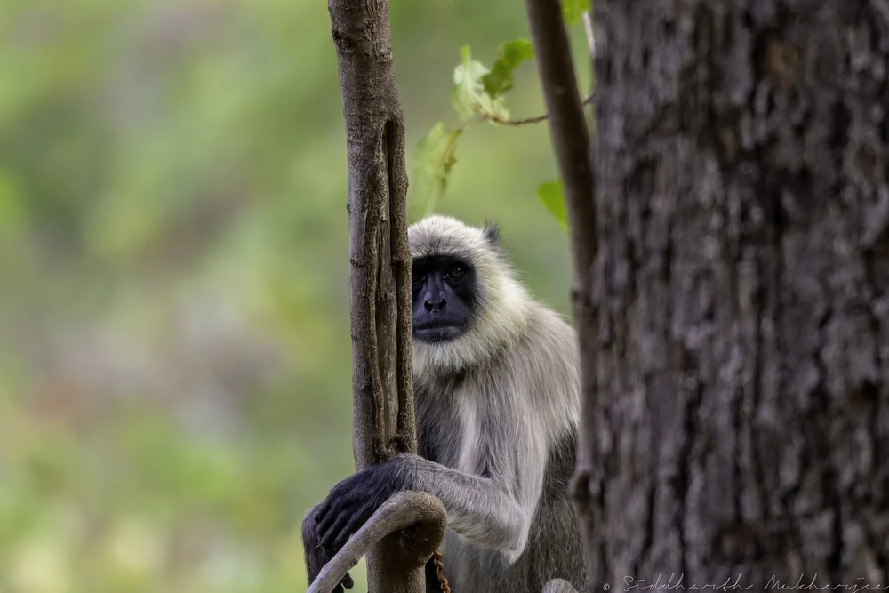 Hanuman Langur — WildArt.Works