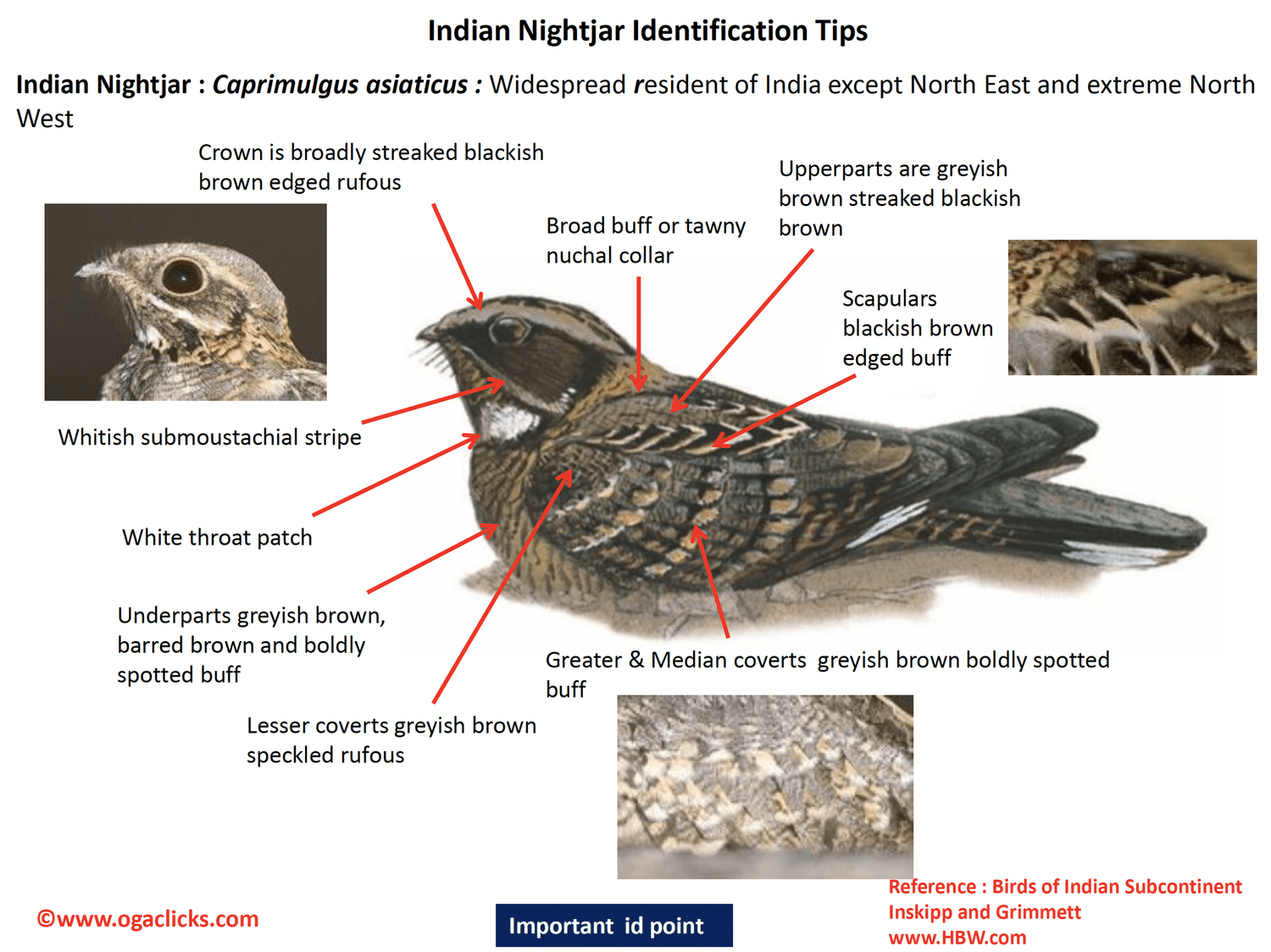 Indian Nightjar — WildArt.Works | Wildlife & Bird Cinematographer ...