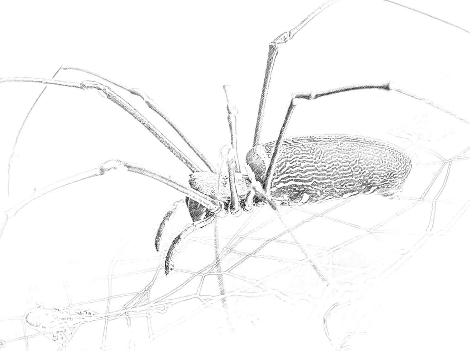 Giant Golden Orb Weaver — WildArt.Works | Wildlife Photographer