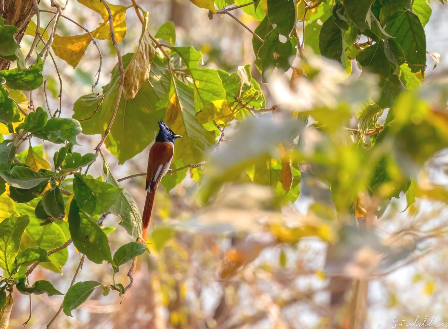 Indian Paradise Flycatcher — WildArt.Works | Wildlife Photographer