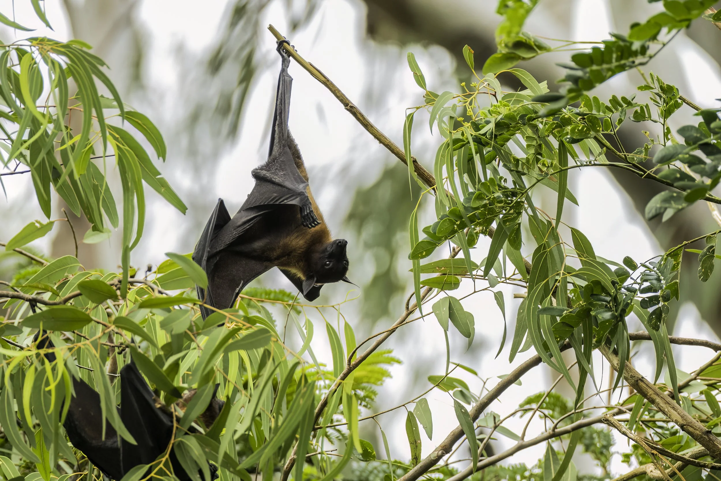 Indian Flying Fox — WildArt.Works | Wildlife Photographer