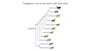 The Jackal — WildArt.Works | Wildlife Photographer