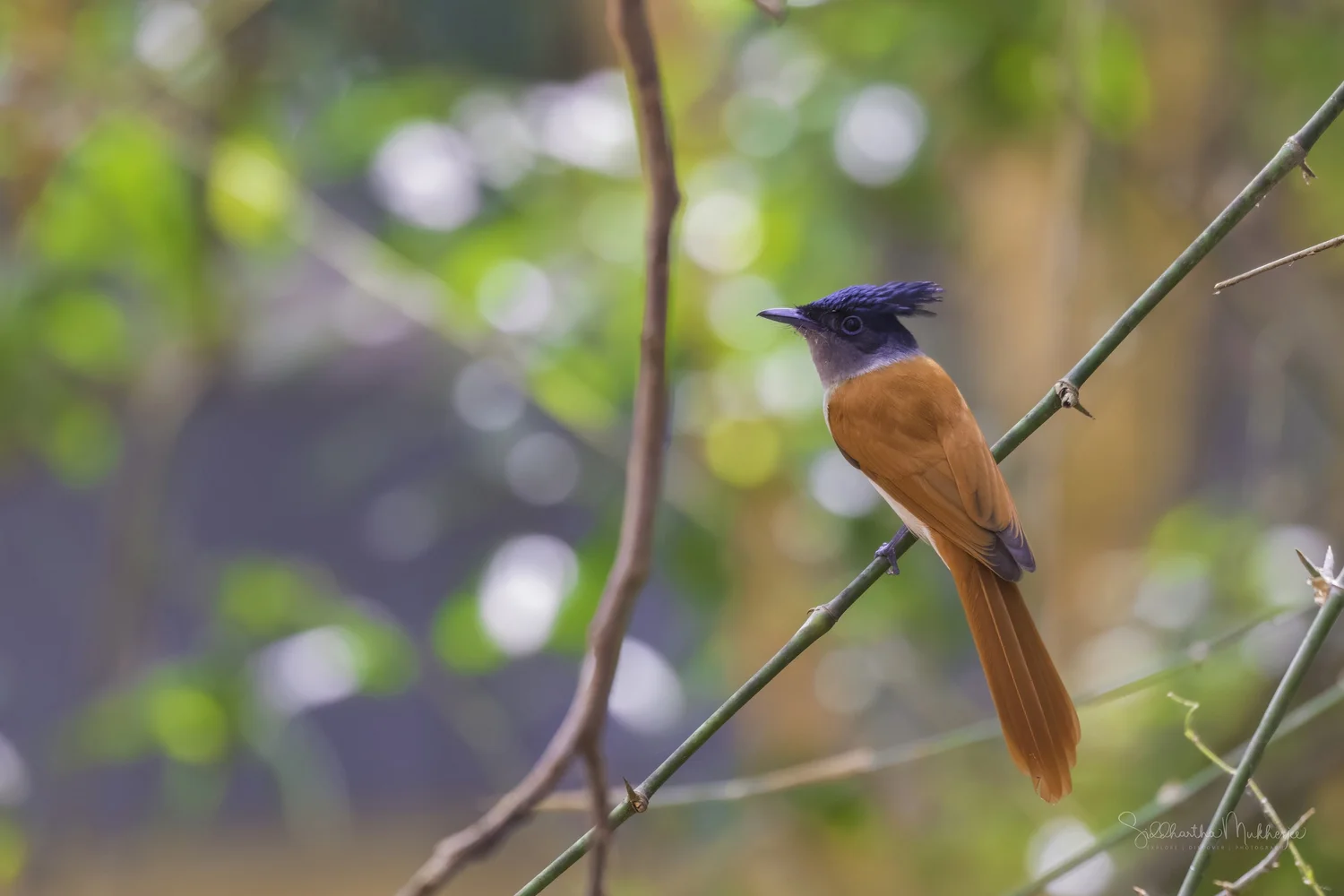 Indian Paradise Flycatcher — WildArt.Works