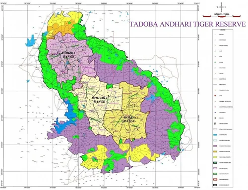Maya - Enchantress of Tadoba — WildArt.Works | Wildlife & Bird ...