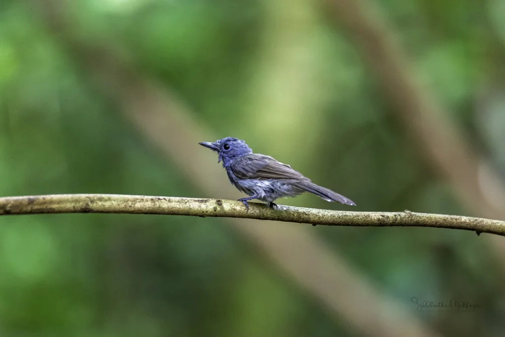 Black-naped Monarch — WildArt.Works | Wildlife Photographer
