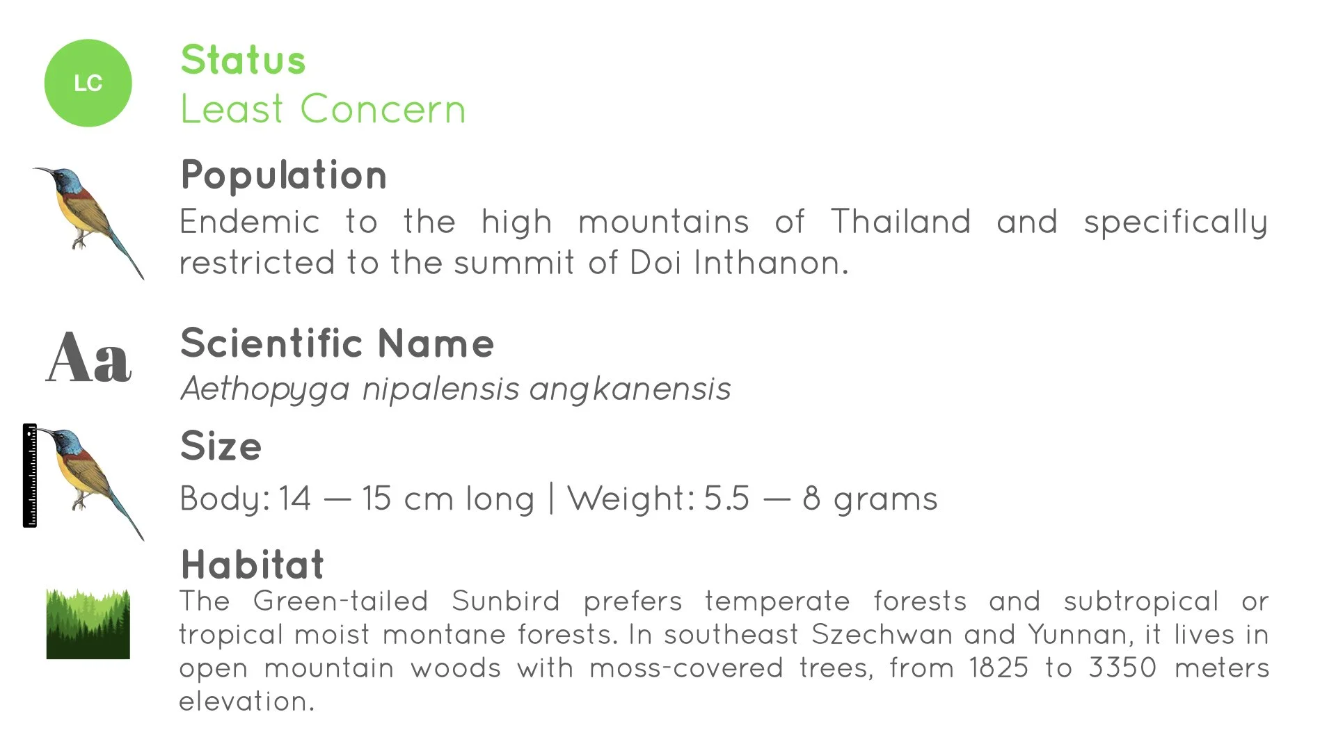 Green-tailed Sunbird — WildArt.Works | Wildlife Photographer