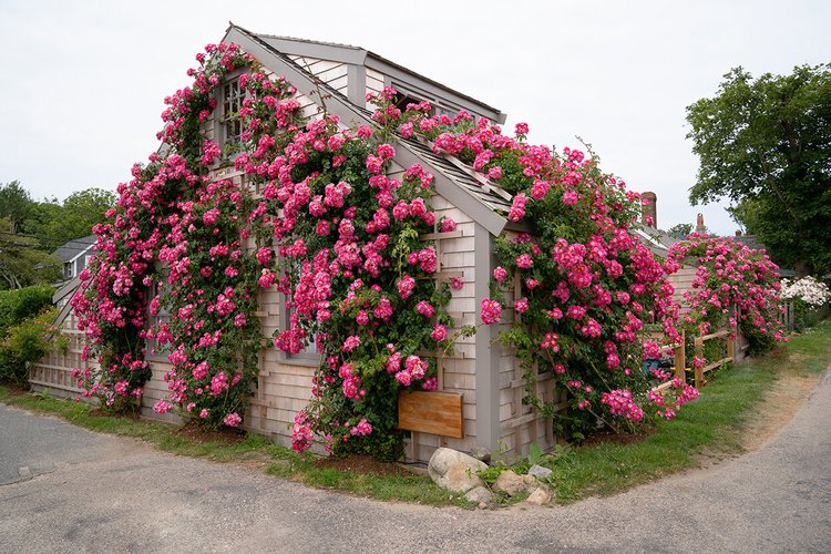 Siasconset — morenantucket.com