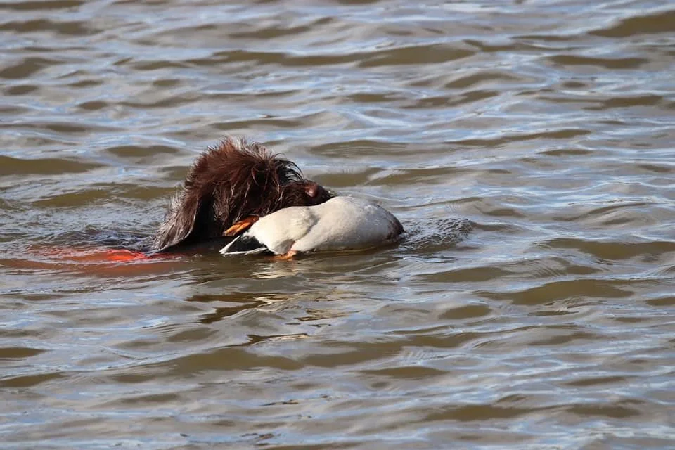 Current Griffs — Glacier Kennels Wirehaired Pointing Griffons