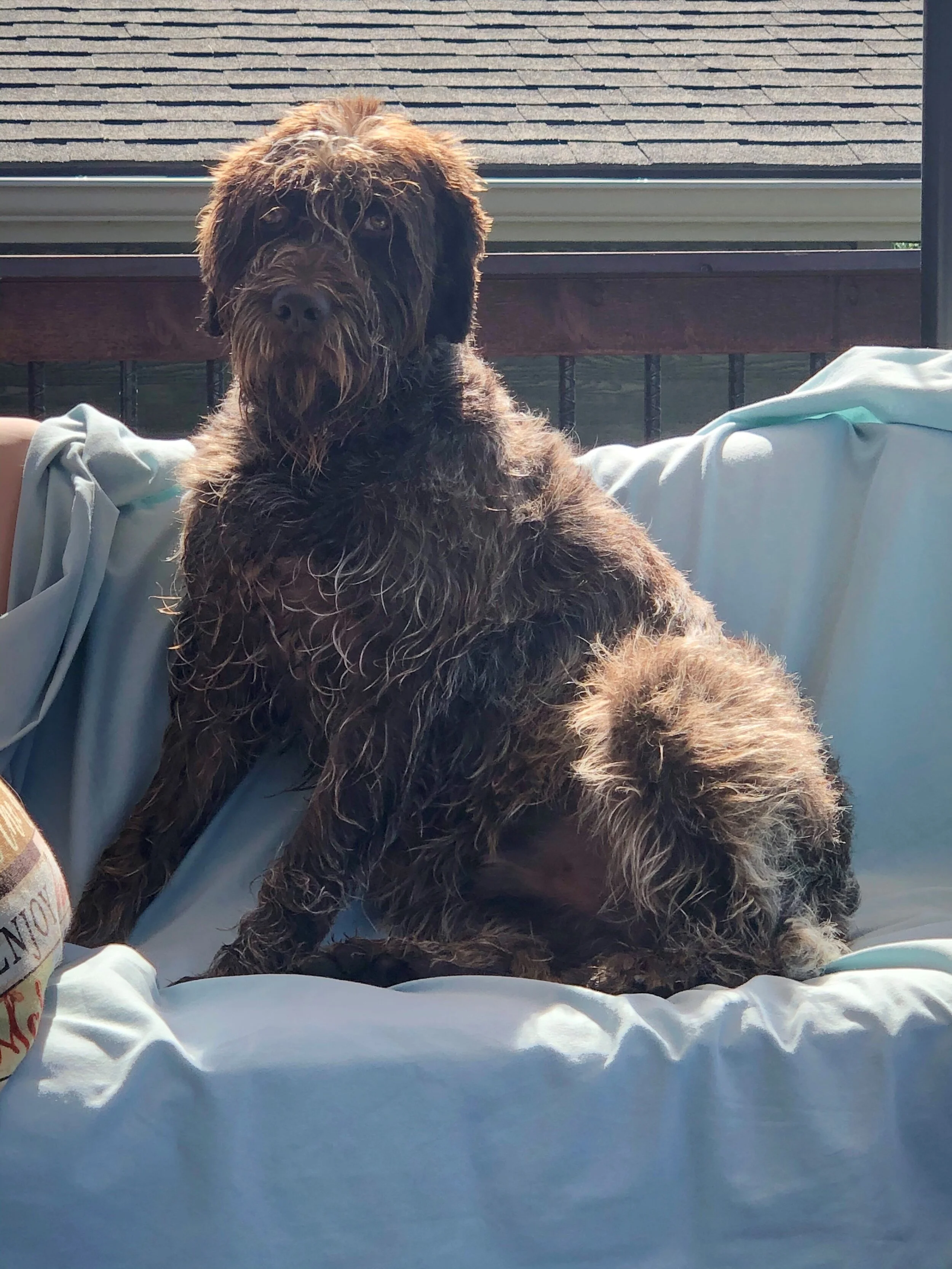 Glacier Griffs Enjoying the Good Life — Glacier Kennels