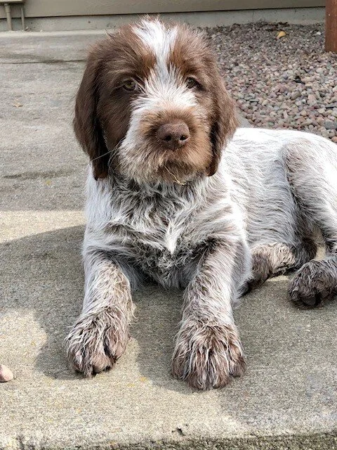 Griff Puppy Gallery — Glacier Kennels Wirehaired Pointing Griffons