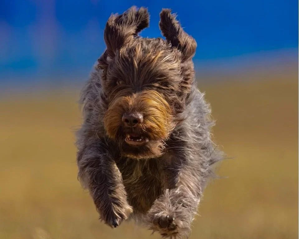 Current Griffs — Glacier Kennels Wirehaired Pointing Griffons