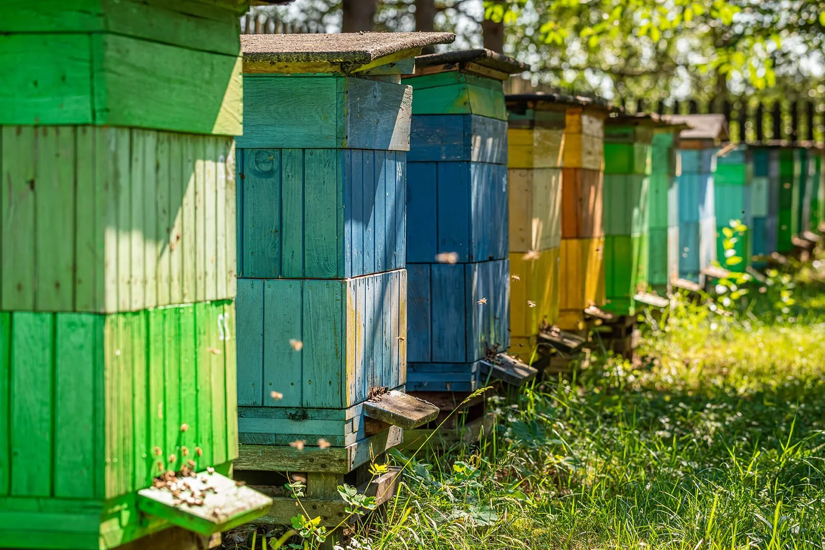 100% Single-apiary Ontario Honey — Alderwood Farms