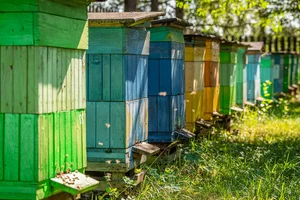 100% Single-apiary Ontario Honey — Alderwood Farms