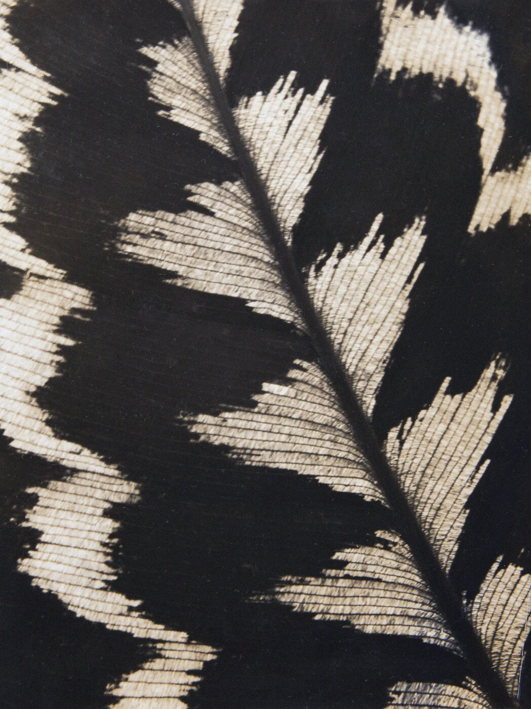 Gertrudes Altschul — Isabel Amado Fotografia