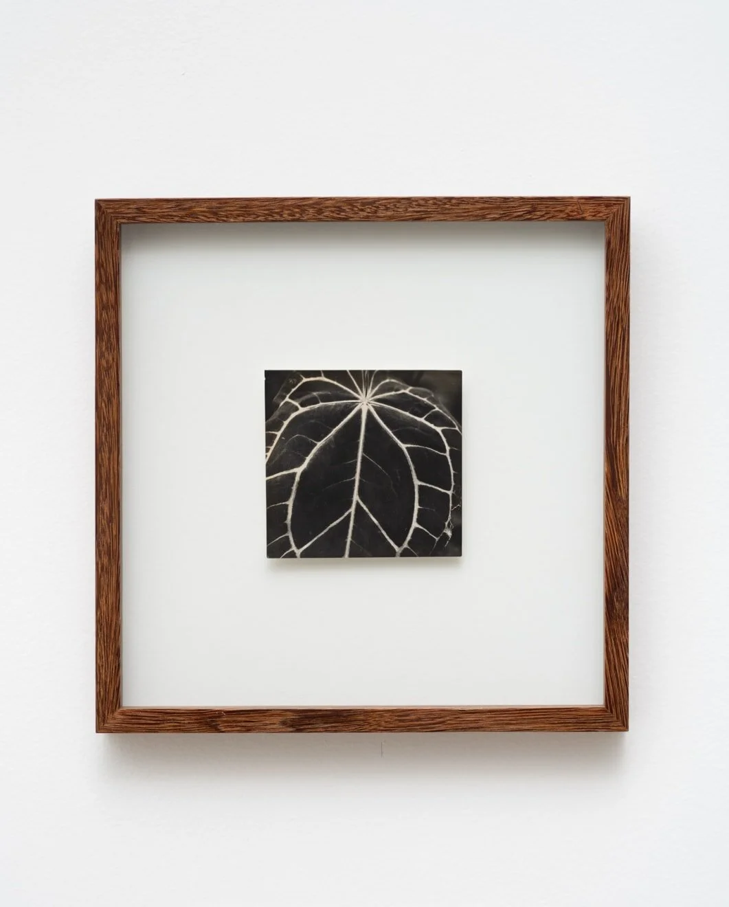 Viewing Room — Isabel Amado Fotografia