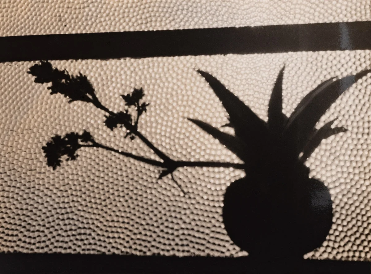 Viewing Room — Isabel Amado Fotografia