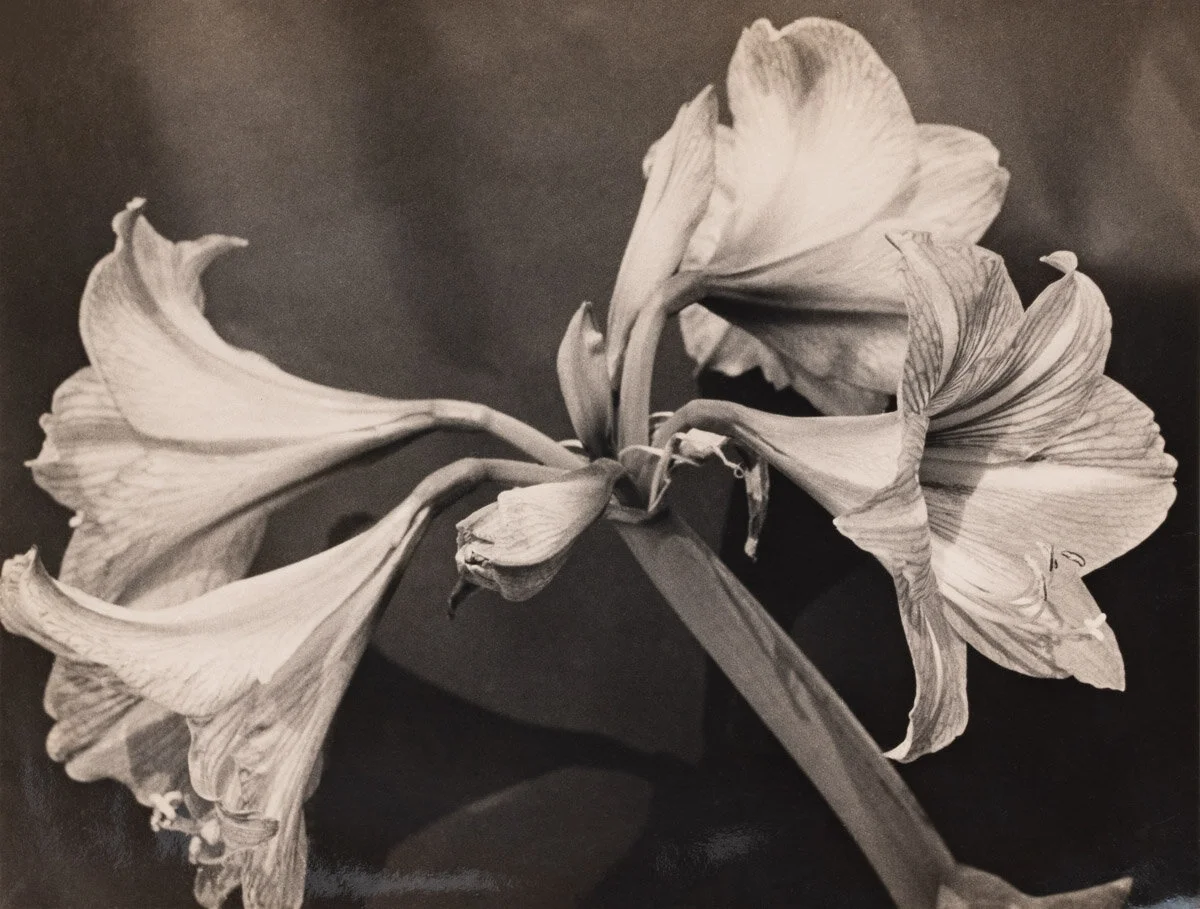 Viewing Room — Isabel Amado Fotografia