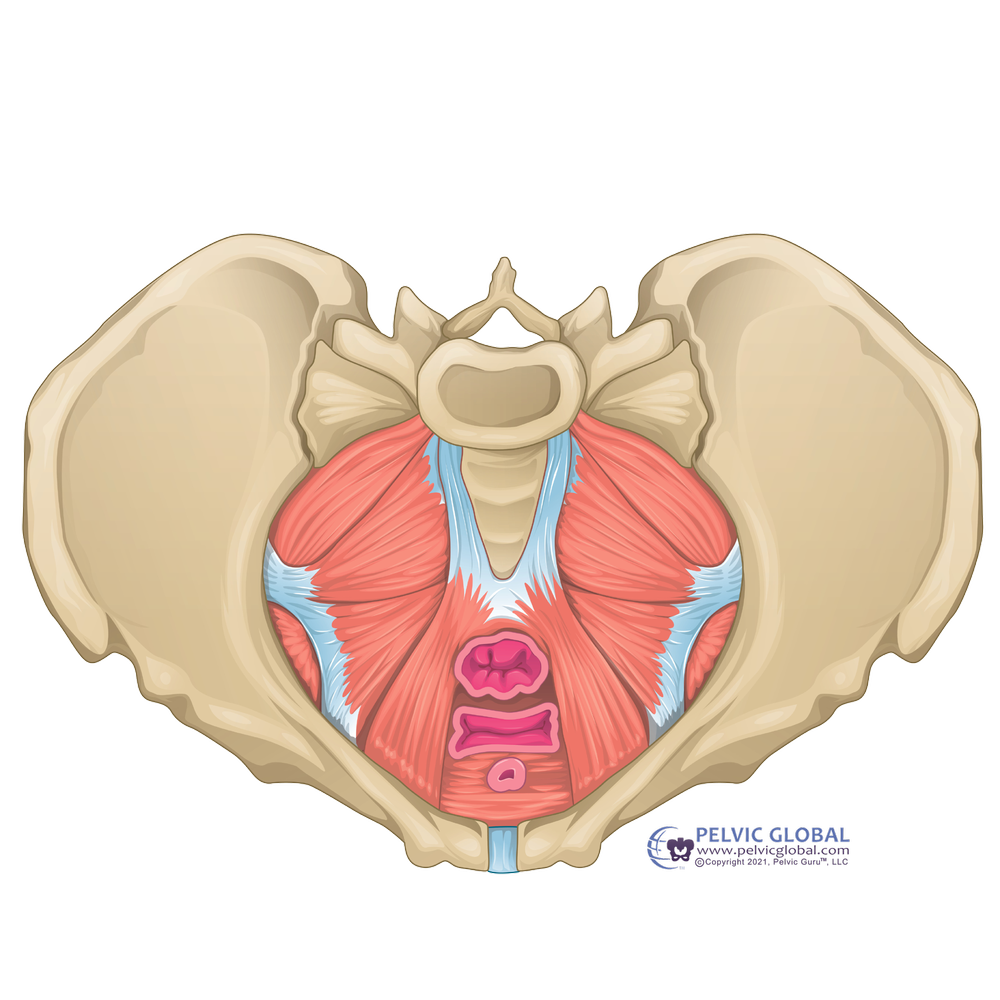 The Complete Guide to Everything to Know about Your Pelvic Floor Health ...