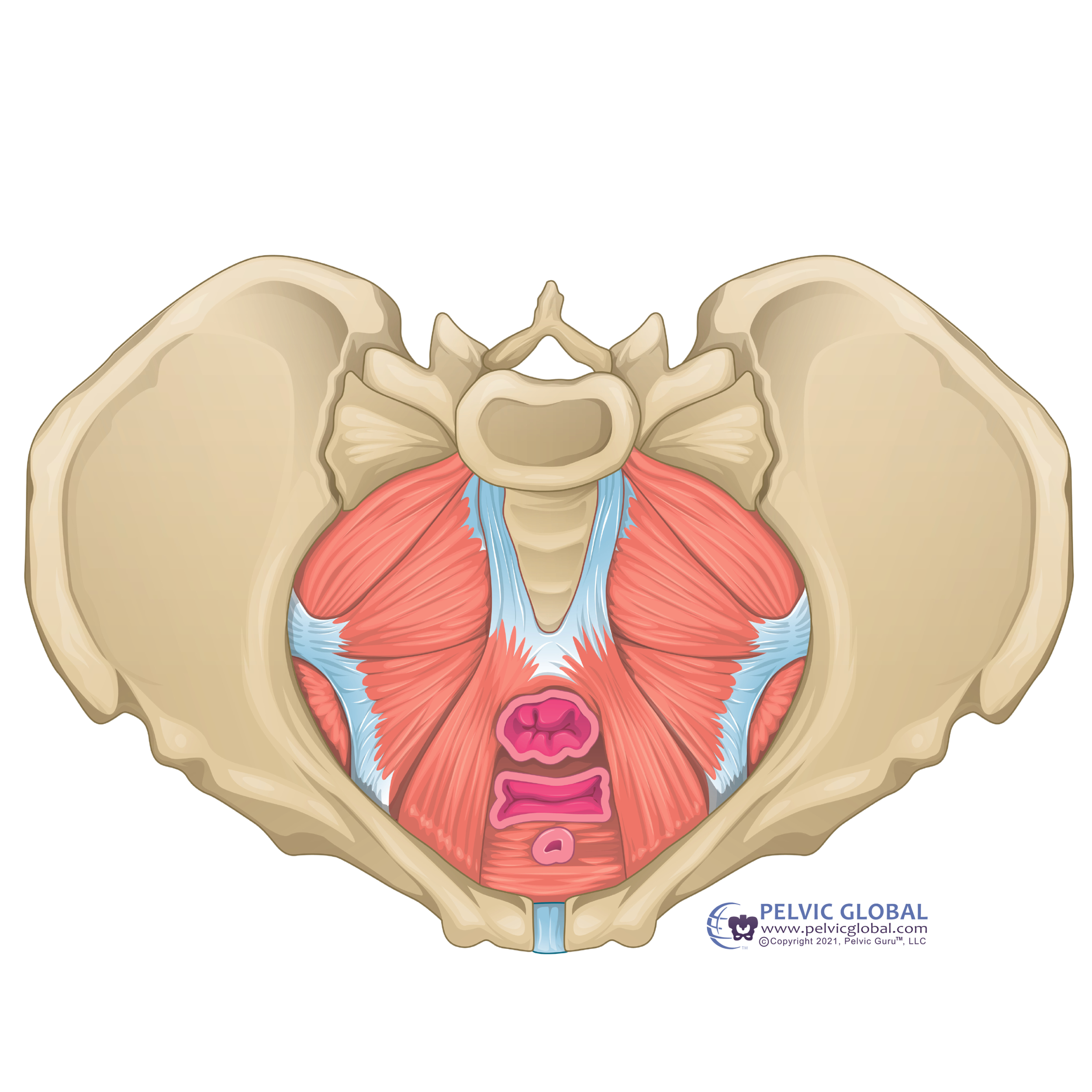 The Complete Guide to Everything to Know about Your Pelvic Floor Health ...