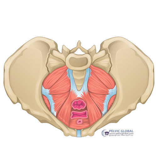 The Complete Guide to Everything to Know about Your Pelvic Floor Health ...
