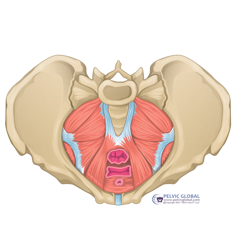 The Complete Guide to Everything to Know about Your Pelvic Floor Health ...