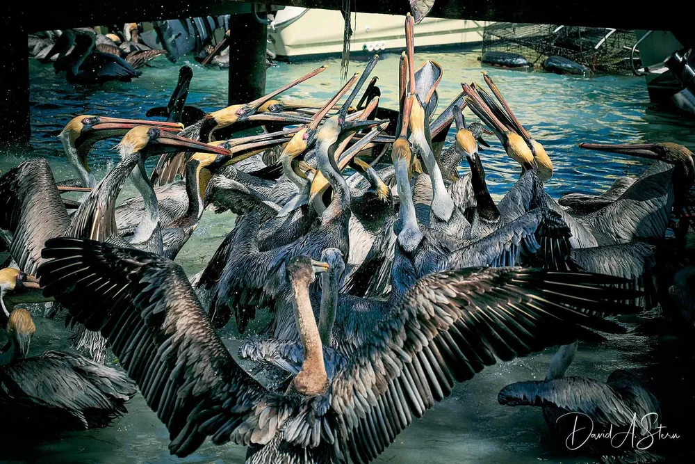 David A. Stern Photography