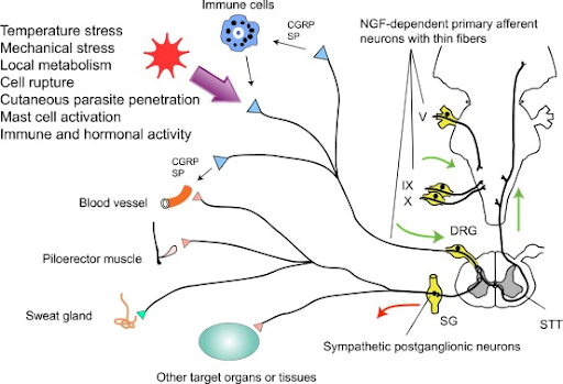 The Pain of Painlessness: Congenital Insensitivity to Pain with ...