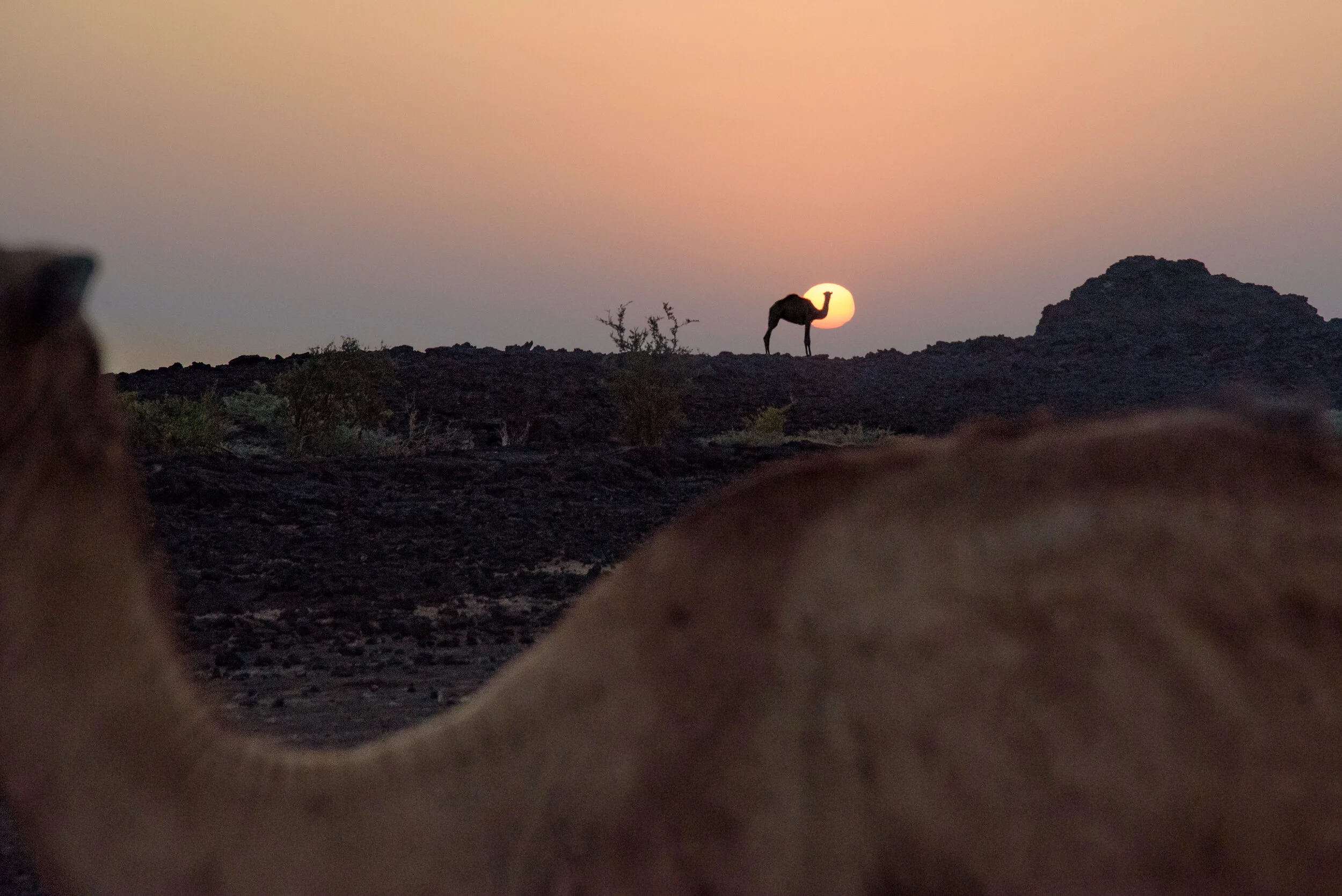 The Afar of Ethiopia