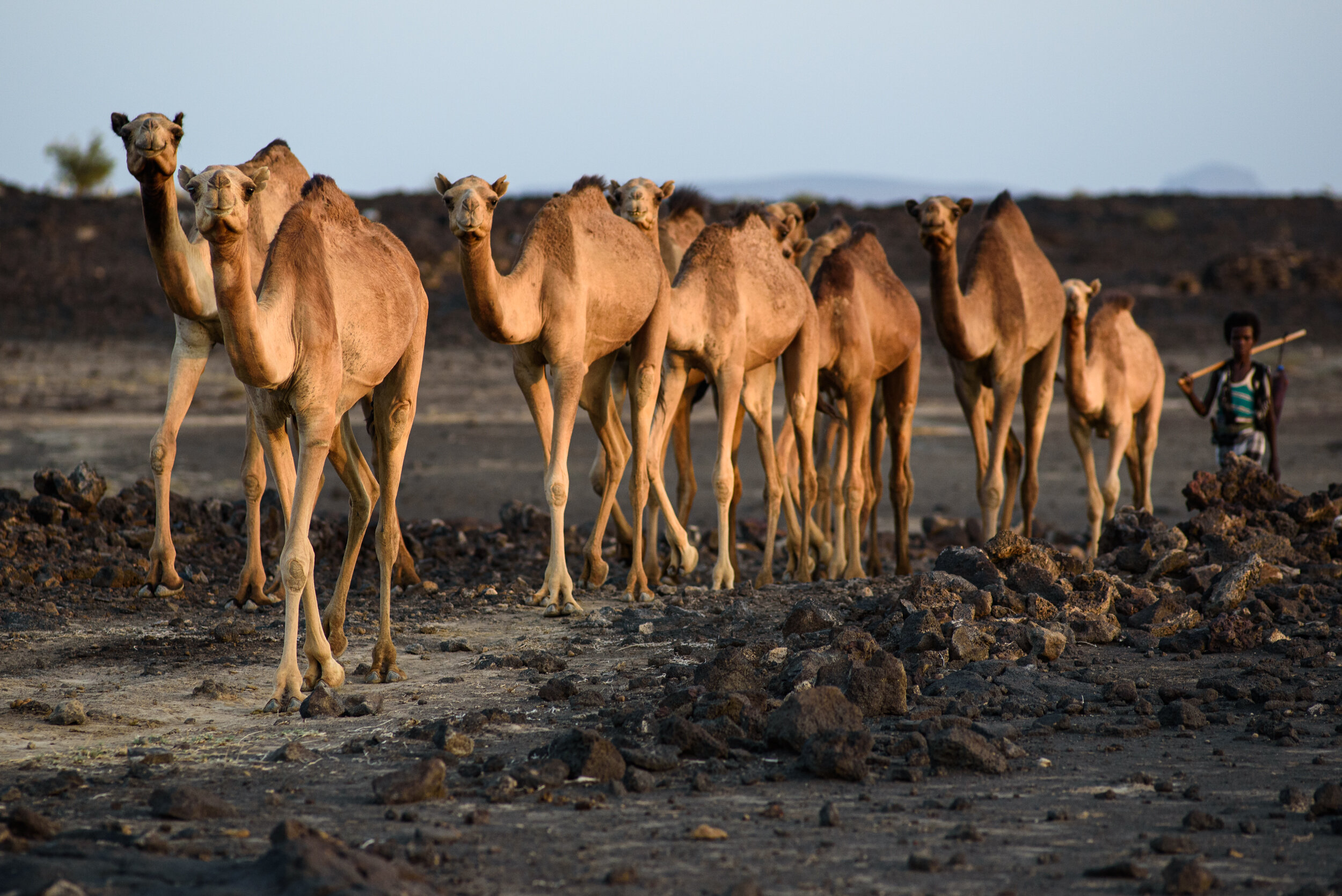 The Afar of Ethiopia