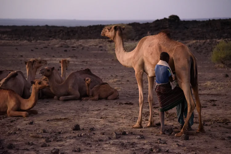 The Afar of Ethiopia