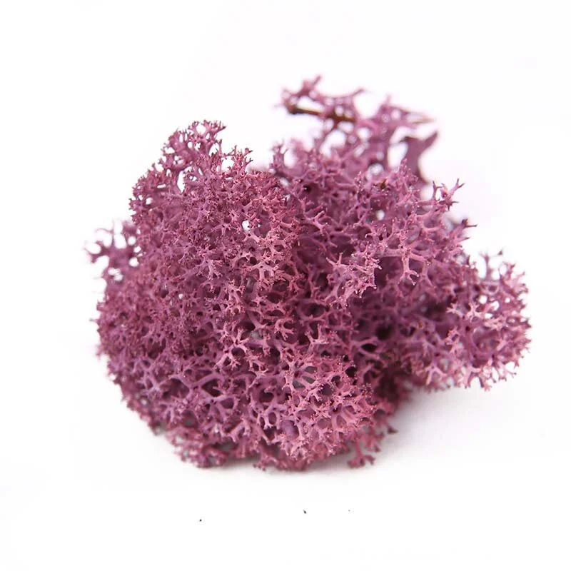 Pixel | Reindeer moss wall — Nordgröna