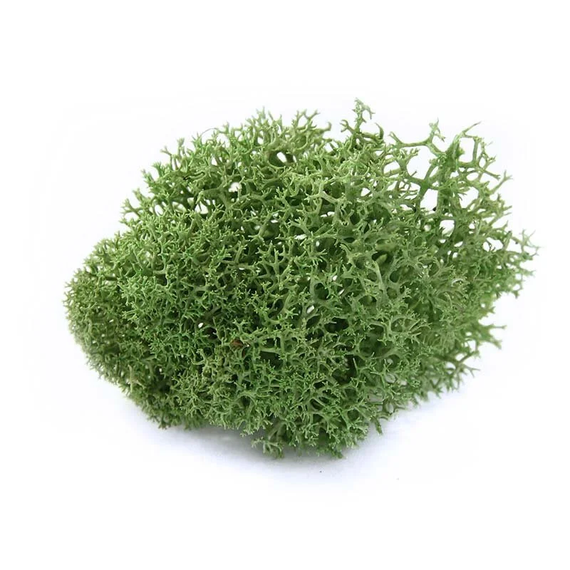 Convex | Moss wall panels — Nordgröna