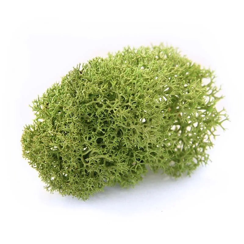 Pixel | Reindeer moss wall — Nordgröna