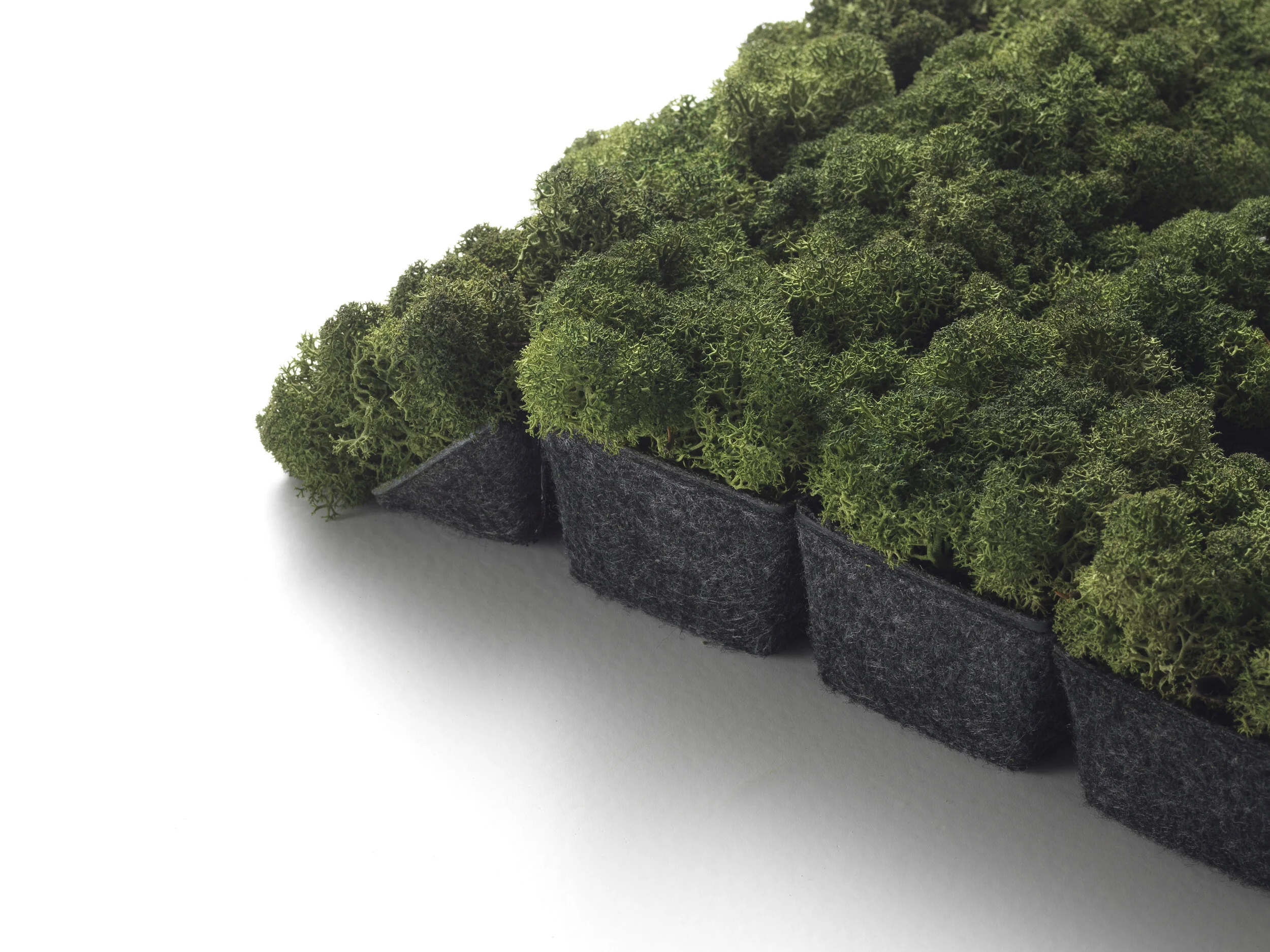 Reindeer moss wall | Pixel — Nordgröna