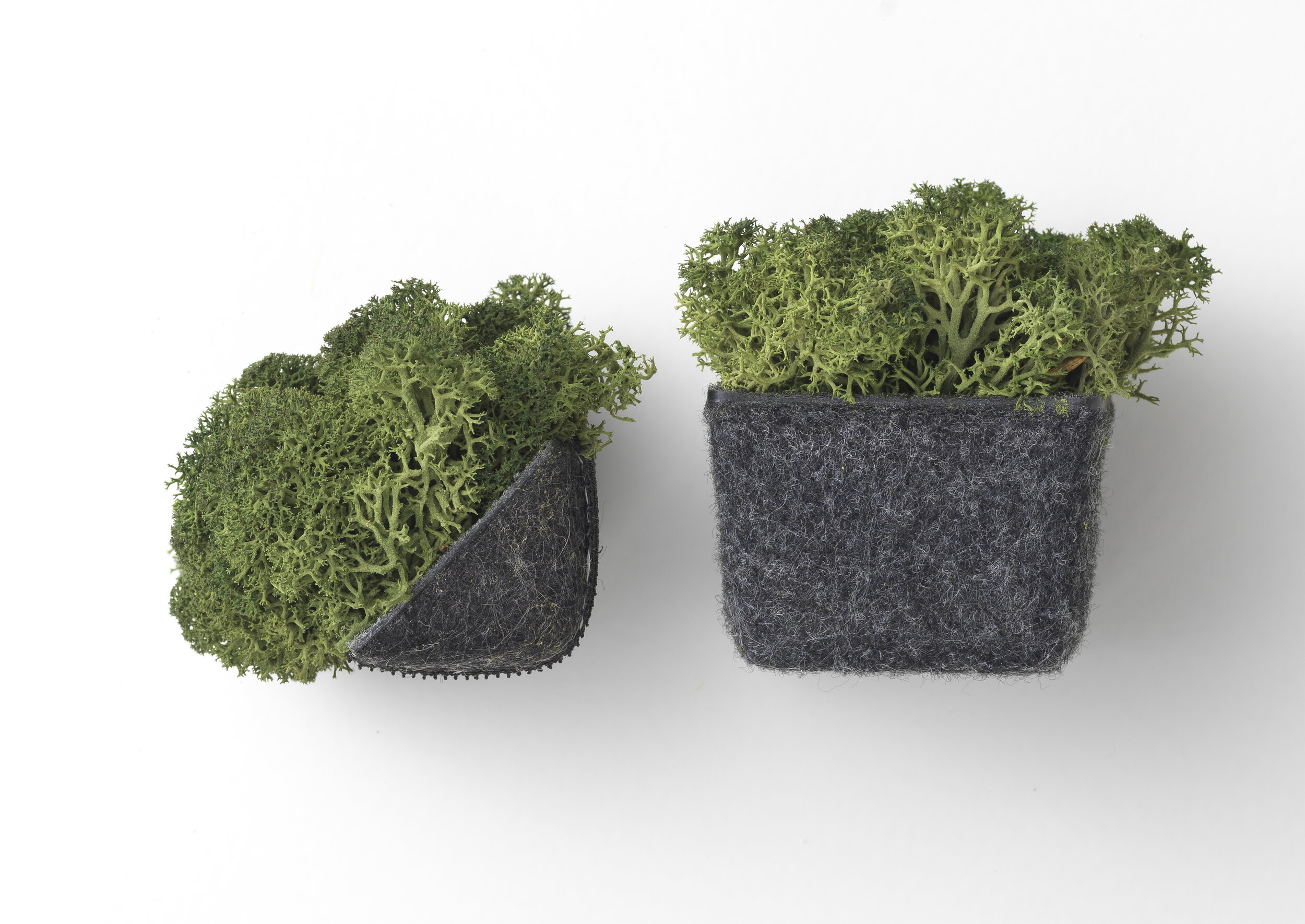 Reindeer moss wall | Pixel — Nordgröna