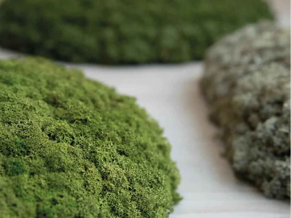 Convex | Moss wall panels — Nordgröna