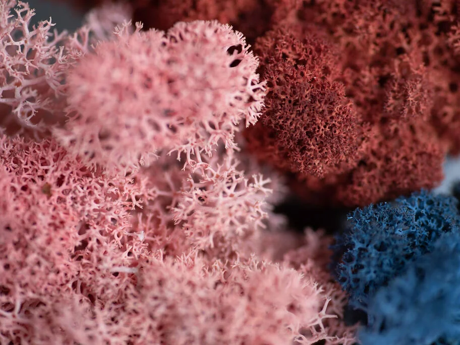 Convex | Moss wall panels — Nordgröna