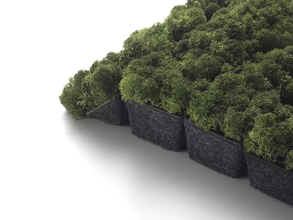 Pixel | Reindeer moss wall — Nordgröna