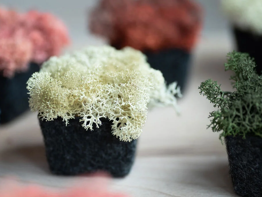 Pixel | Reindeer moss wall — Nordgröna