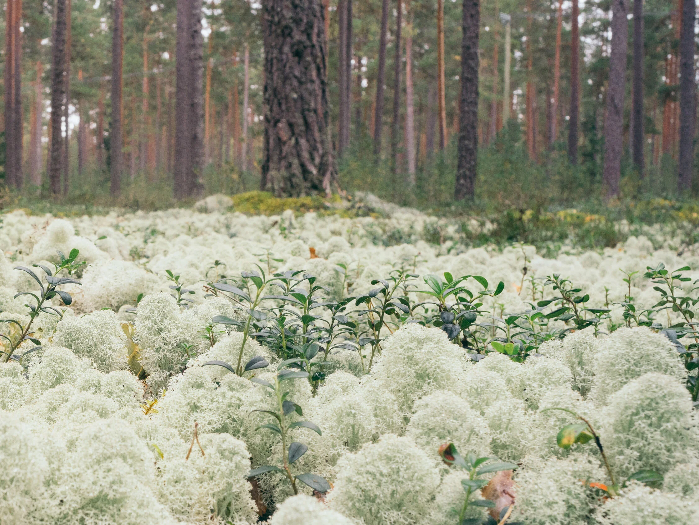 Caribou Moss Tundra